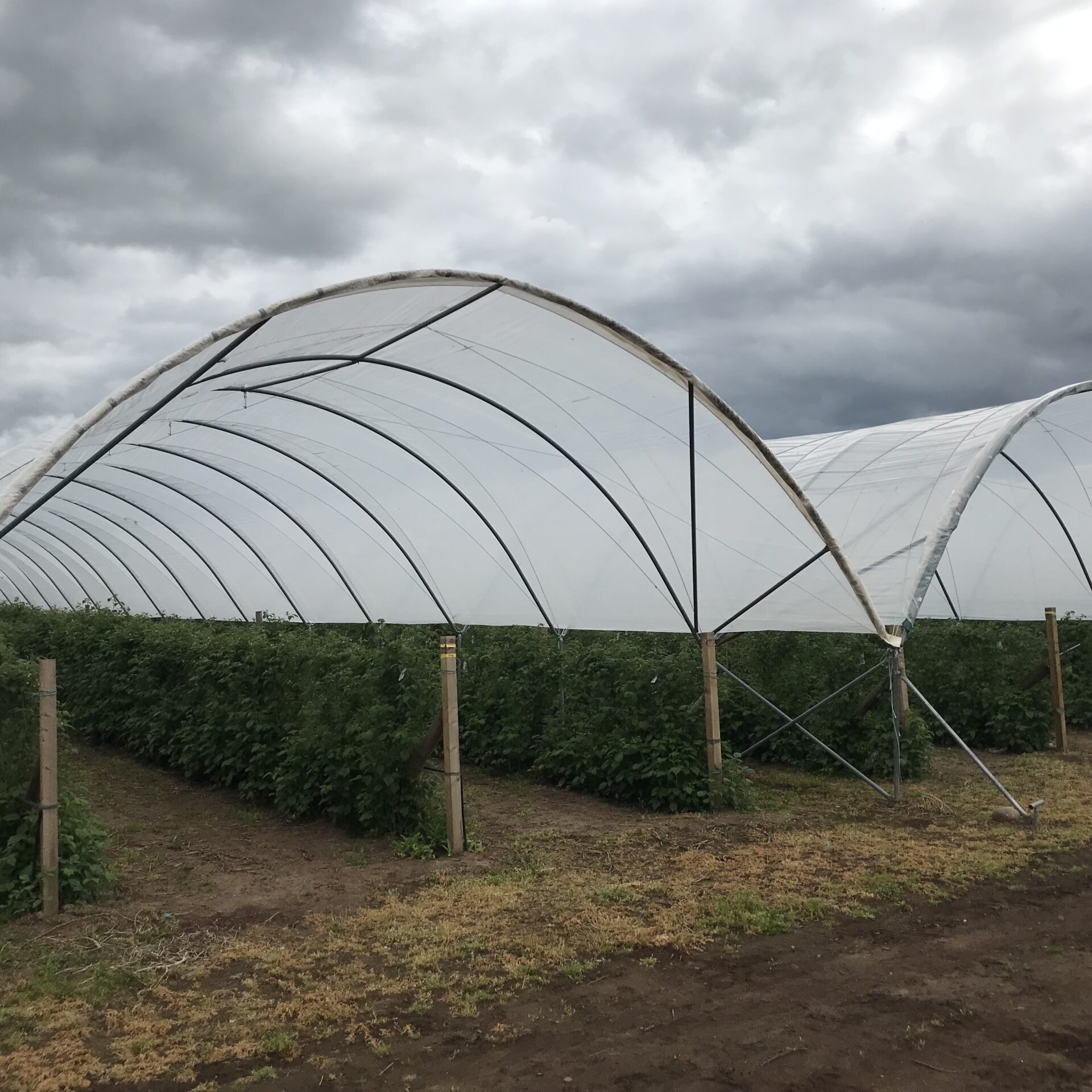 Advanced Polytunnels – Osprey Tunnels