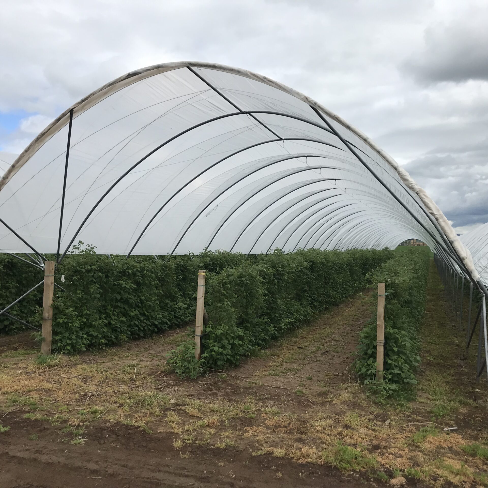 Advanced Polytunnels – Osprey Tunnels
