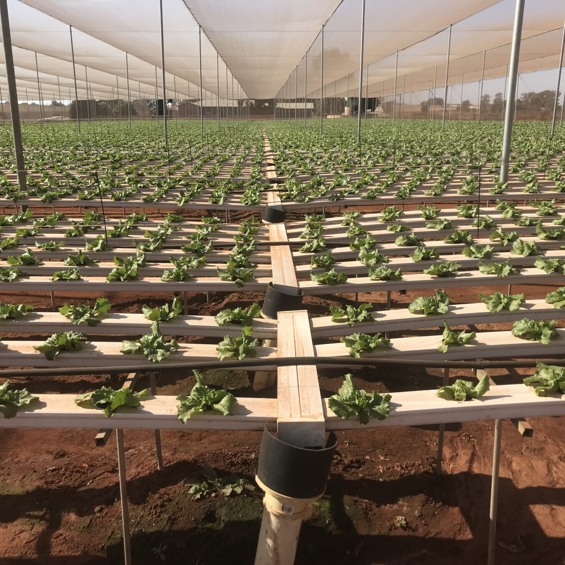 Hydroponics Systems – Osprey Tunnels