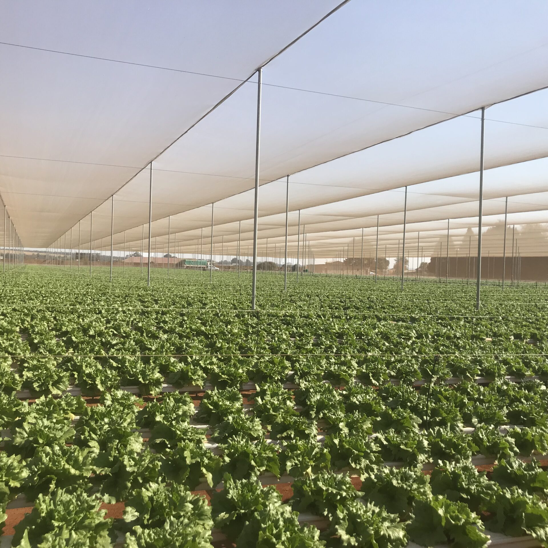 Hydroponics Systems – Osprey Tunnels