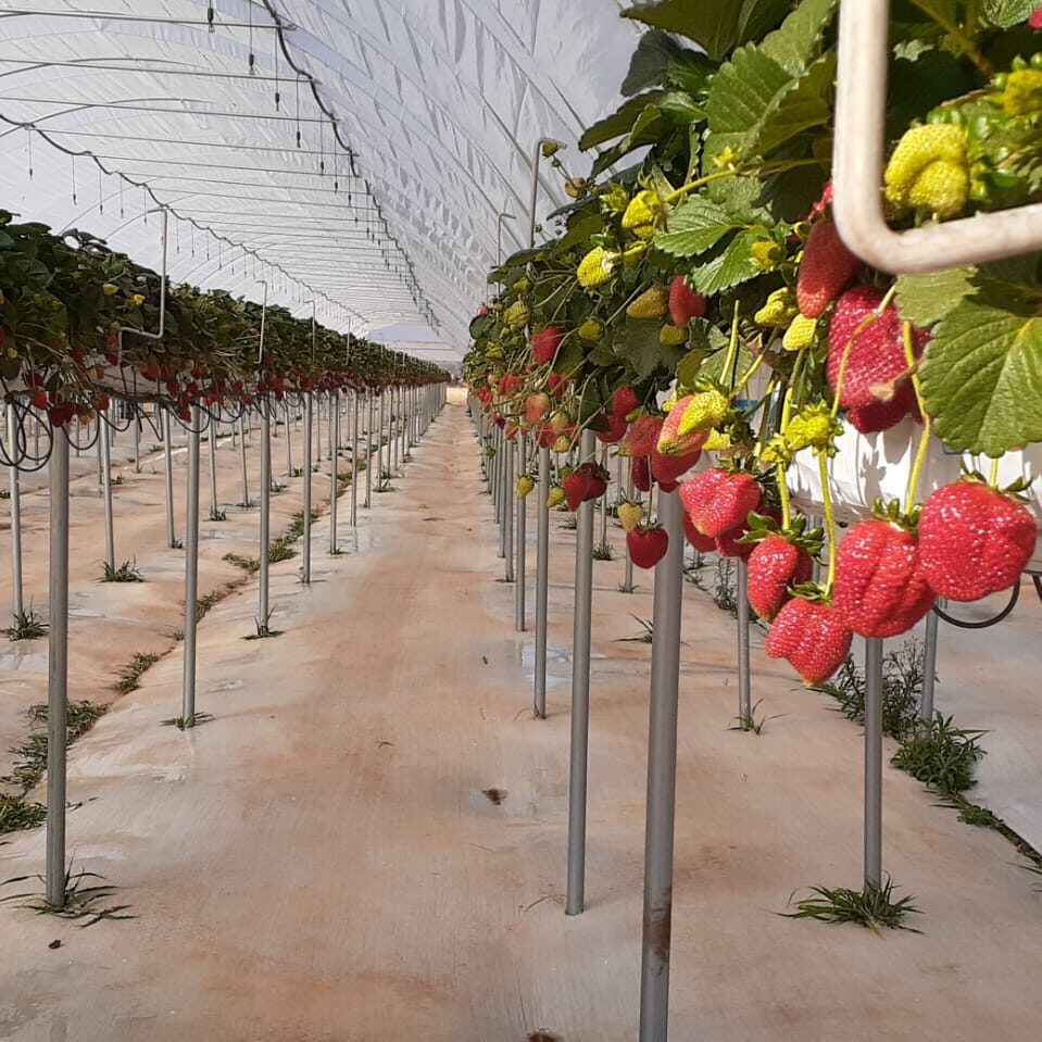 Substrate Teal Table Top Systems – Osprey Tunnels