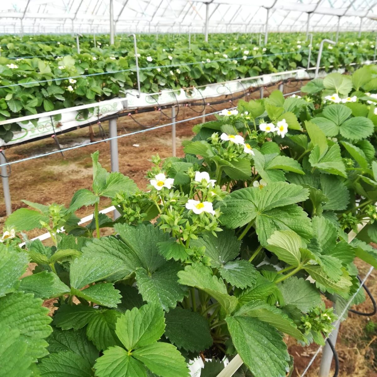 Substrate Teal Table Top Systems – Osprey Tunnels