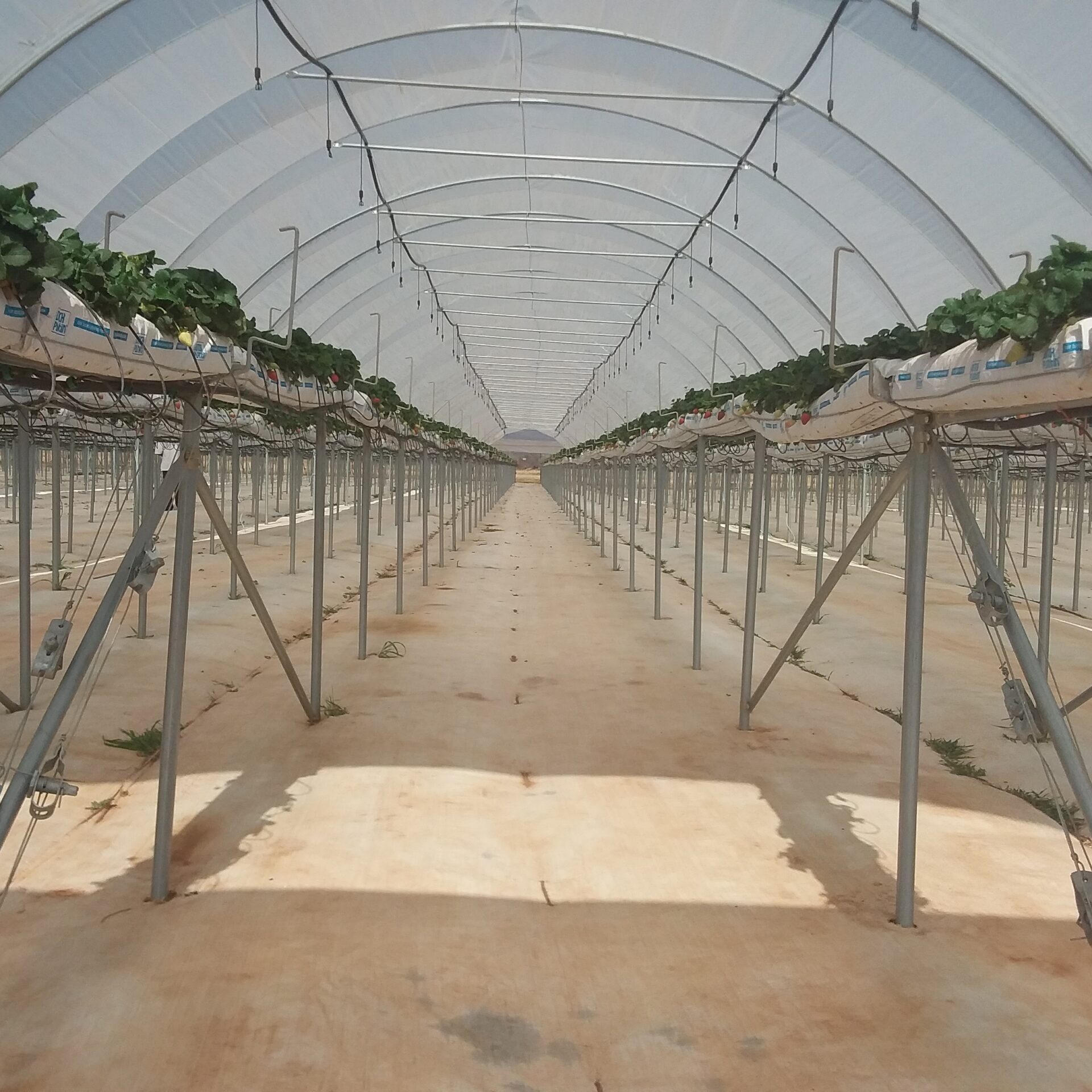 Substrate Teal Table Top Systems – Osprey Tunnels